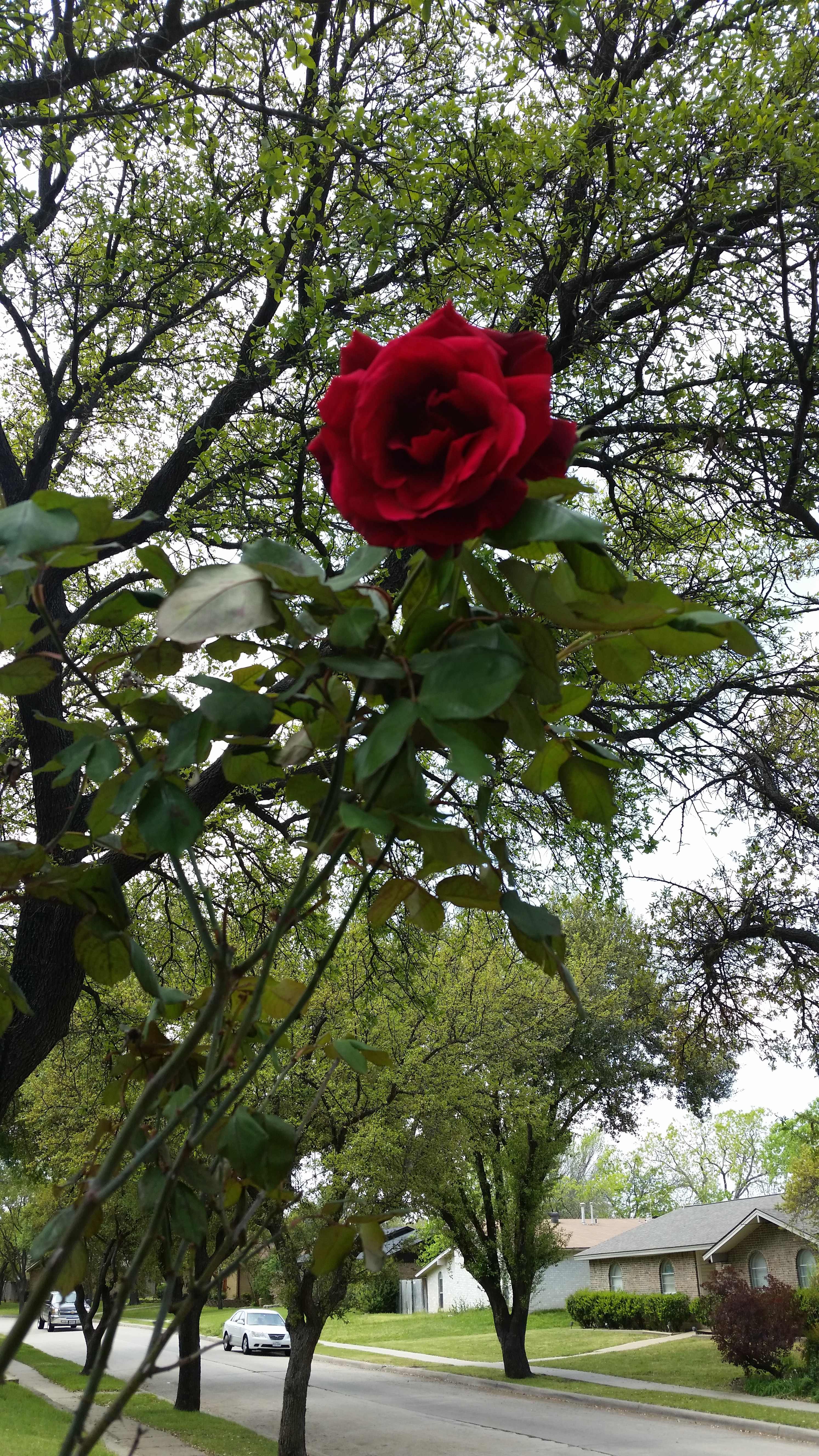 roses | Catch a Falling Star