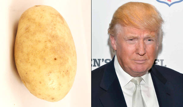 trump-potato | Catch a Falling Star